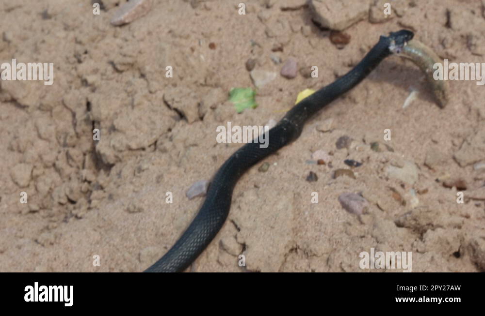 Black adder snake Stock Videos & Footage - HD and 4K Video Clips - Alamy