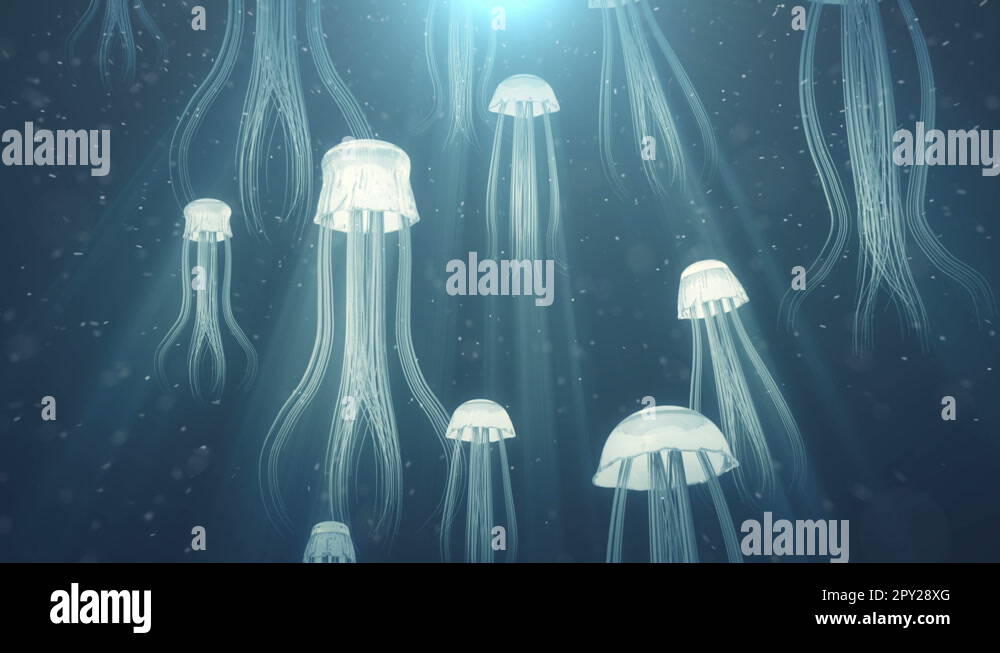 Octopus jellyfish Stock Videos & Footage - HD and 4K Video Clips - Alamy