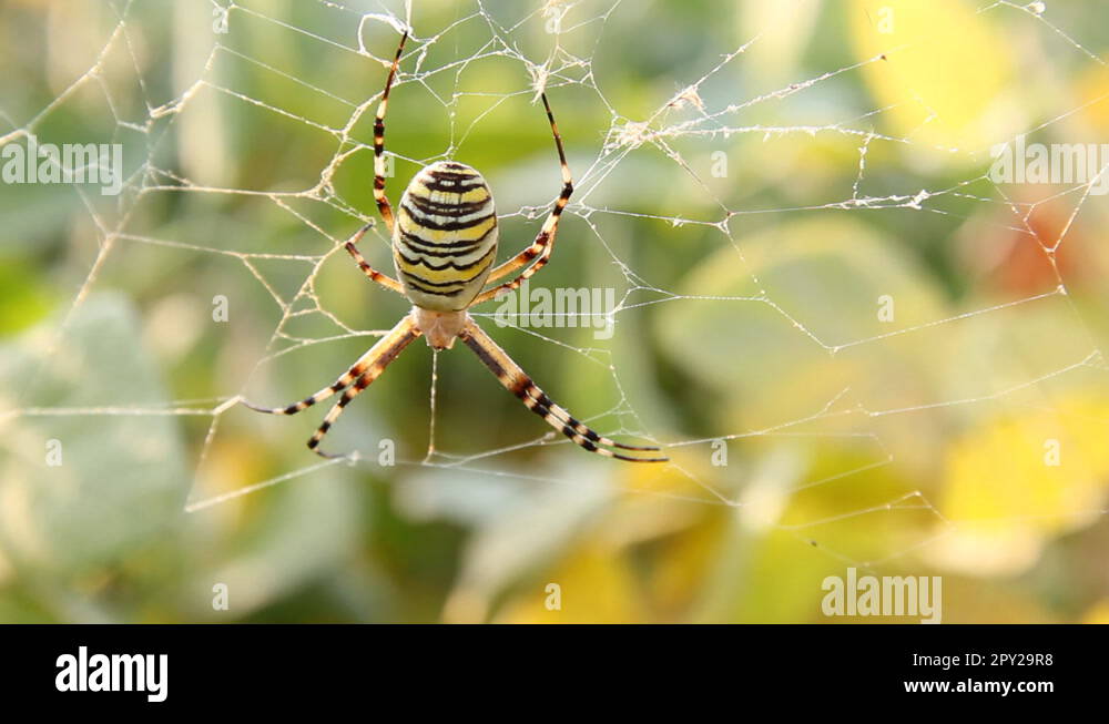 Spider web on bushes Stock Videos & Footage - HD and 4K Video Clips - Alamy