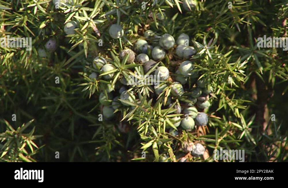 Juniper seed Stock Videos & Footage - HD and 4K Video Clips - Alamy