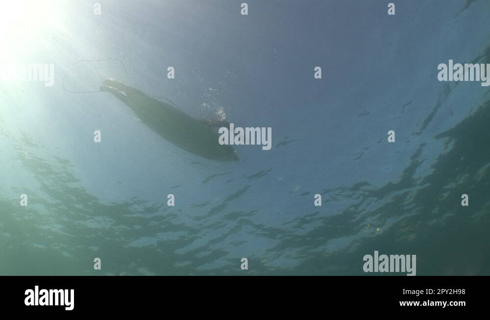 Surface surfboard Stock Videos & Footage - HD and 4K Video Clips - Alamy