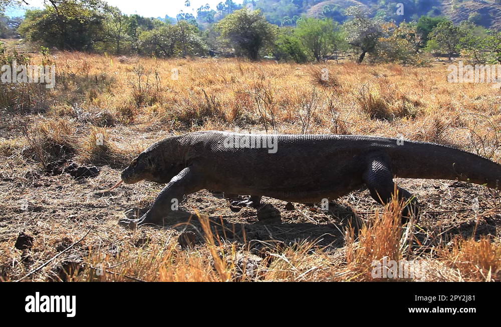 Indonesia komodo dragon Stock Videos & Footage - HD and 4K Video Clips ...