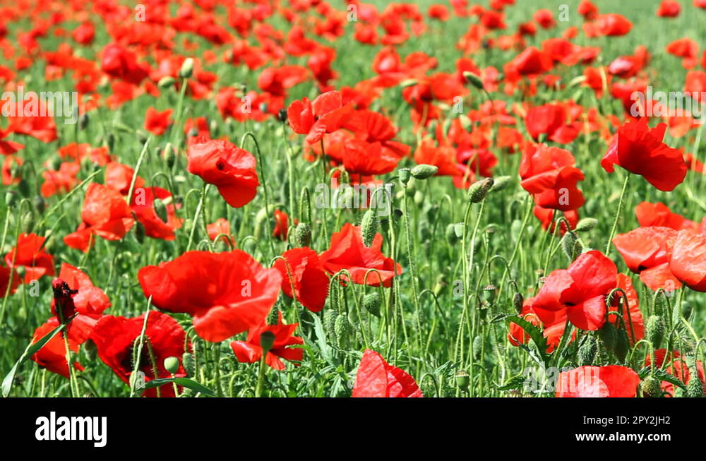Poppy planting Stock Videos & Footage - HD and 4K Video Clips - Alamy