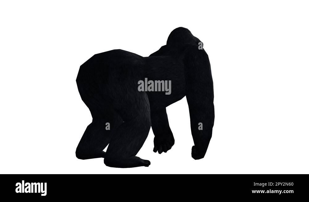 Chimp & Chimpanzee howl roaring,Endangered wild monkey animal Stock ...