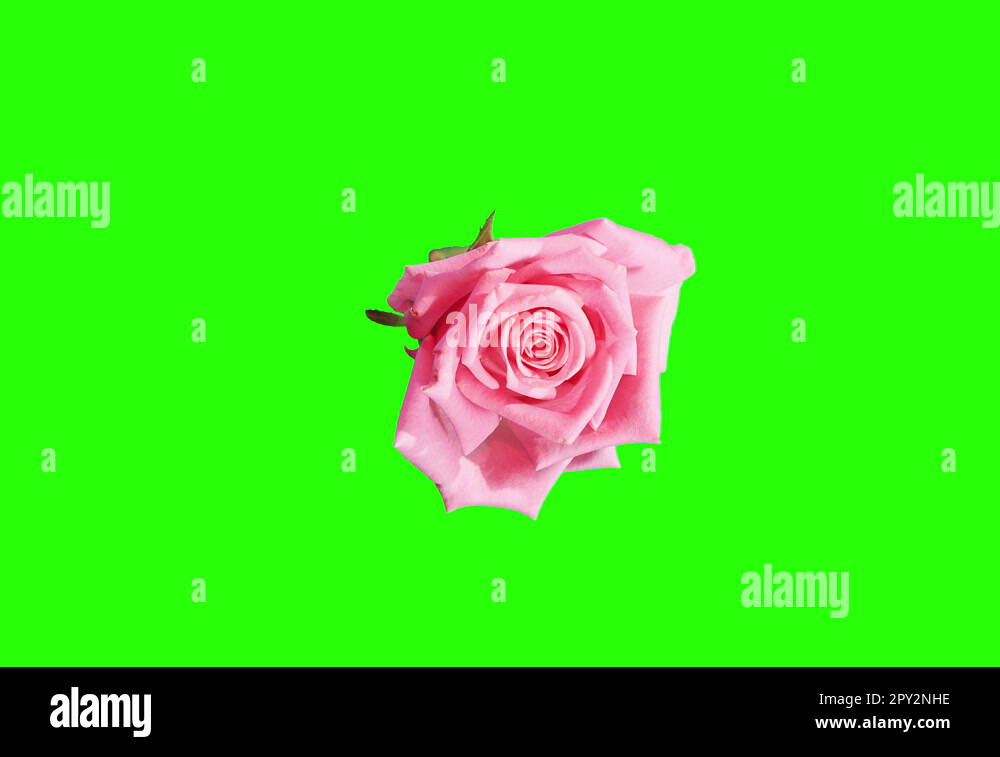 4K. Blooming pink roses flower buds green screen, Ultra HD Stock Video ...