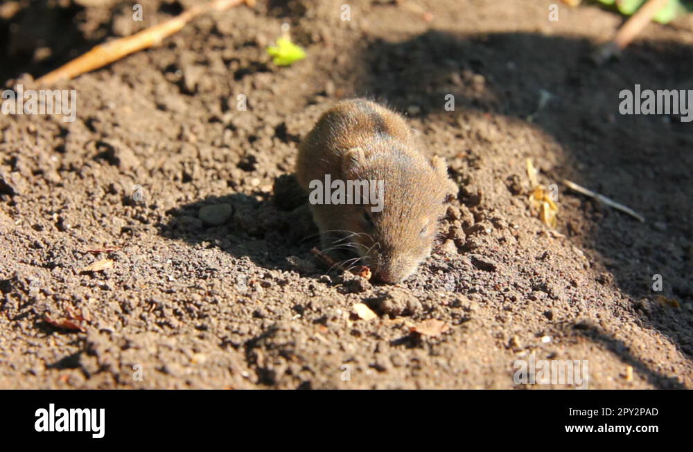 Field mouse habitat Stock Videos & Footage - HD and 4K Video Clips - Alamy