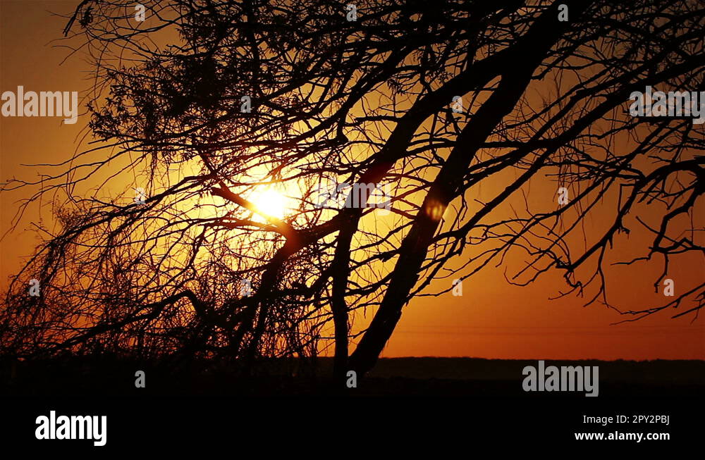 Tree silhouette frame painting Stock Videos & Footage - HD and 4K Video ...