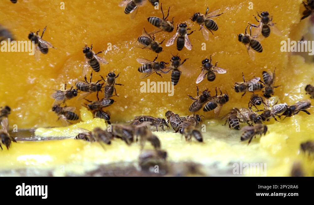 Keeping honey bees Stock Videos & Footage - HD and 4K Video Clips - Alamy