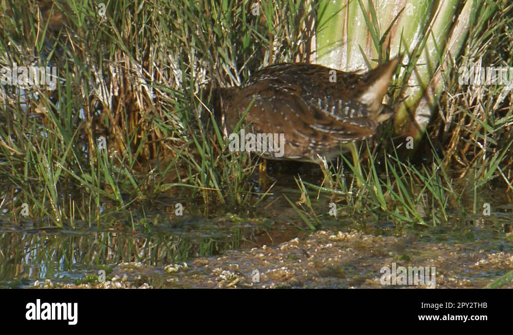 Sora Stock Videos & Footage - HD and 4K Video Clips - Alamy