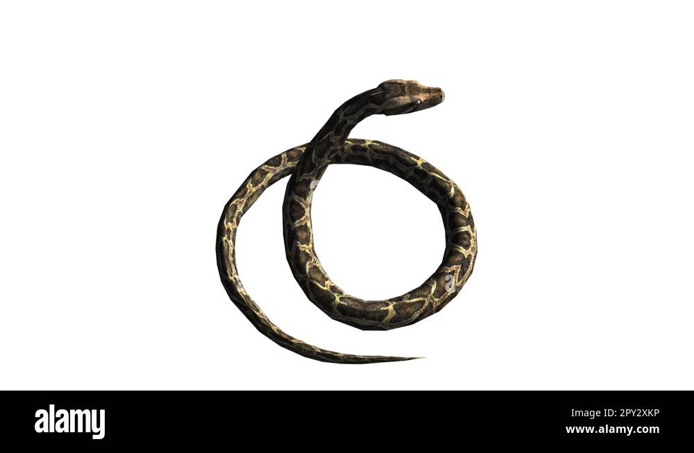 Snake & jungle carpet python attack,sliding decorative non venomous ...