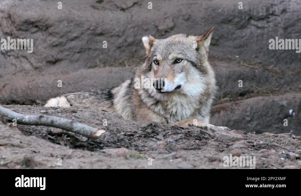 Ear calm Stock Videos & Footage - HD and 4K Video Clips - Alamy