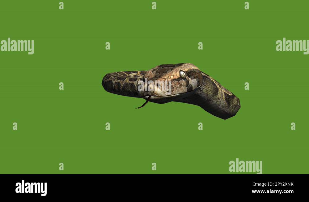 Snake&jungle carpet python slide attack,sliding decorative non venomous ...