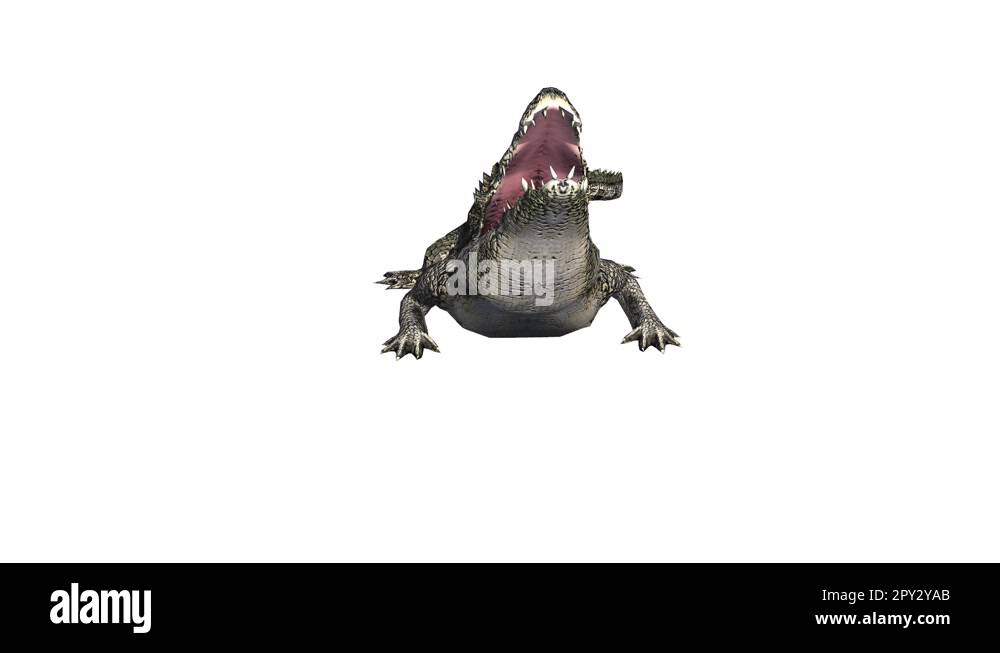 Crocodile open mouth attack hunting eating,Dangerous animals Stock ...