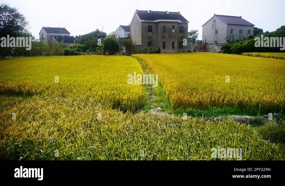 china village,Asian golden rice paddy,wait for the harvest Stock Video ...