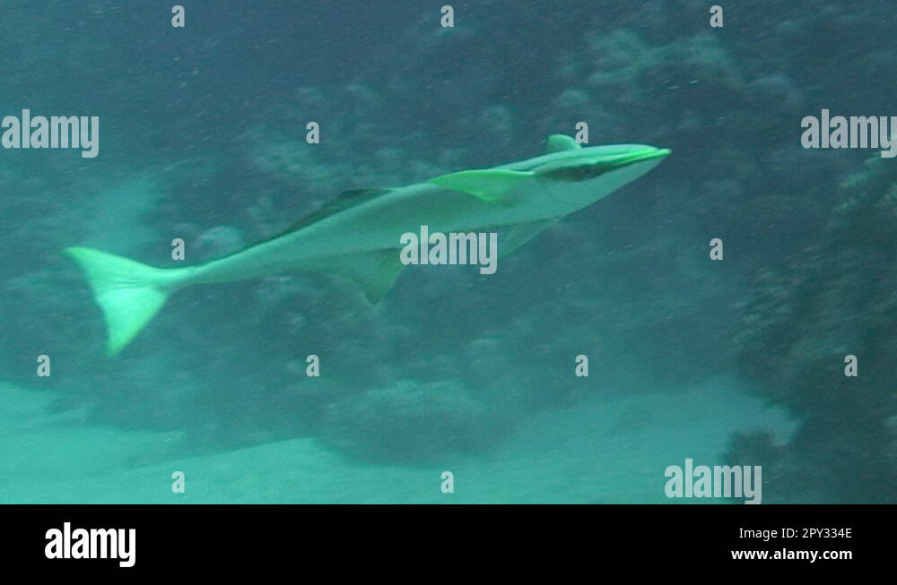 Remora Stock Videos & Footage - HD and 4K Video Clips - Alamy