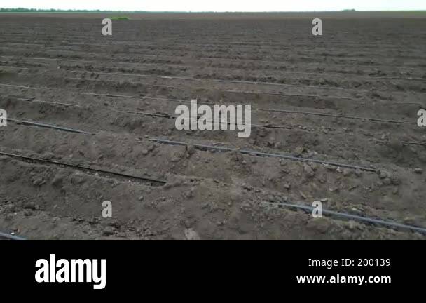 Drip irrigation lines Stock Videos & Footage - HD and 4K Video Clips ...
