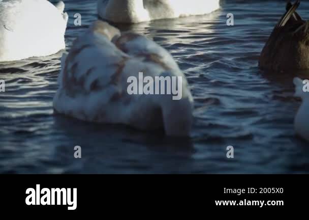 swan swimming in the pond Stock Video Footage - Alamy