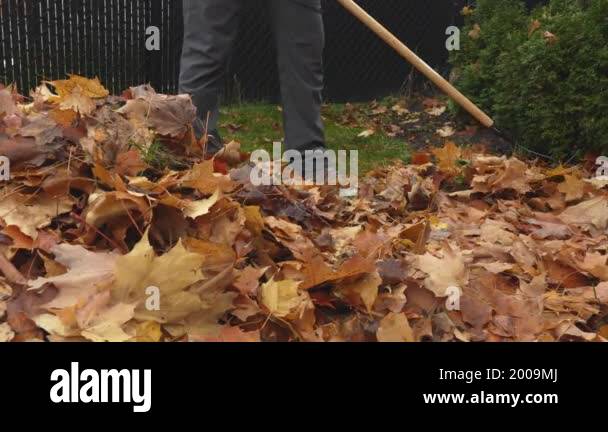 Cleaning up autumn leaves. Man removes autumn leaves by raking them ...