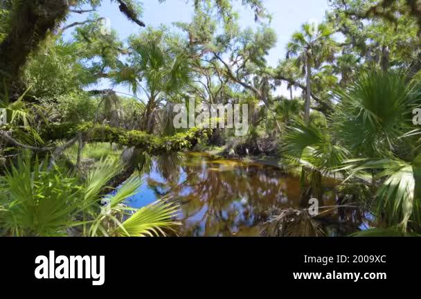 Florida jungle rainforest with river between green palm trees and wild ...