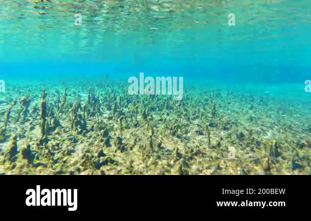 Tropical underwater nature of Florida springs. Underwater exotic world ...