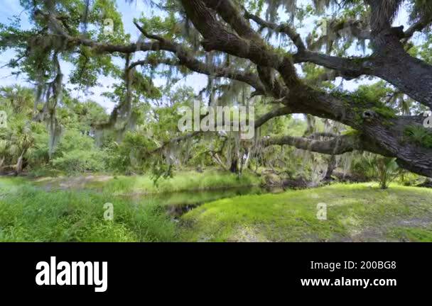 Subtropical jungles wild vegetation with Spanish Moss on Live Oak trees ...