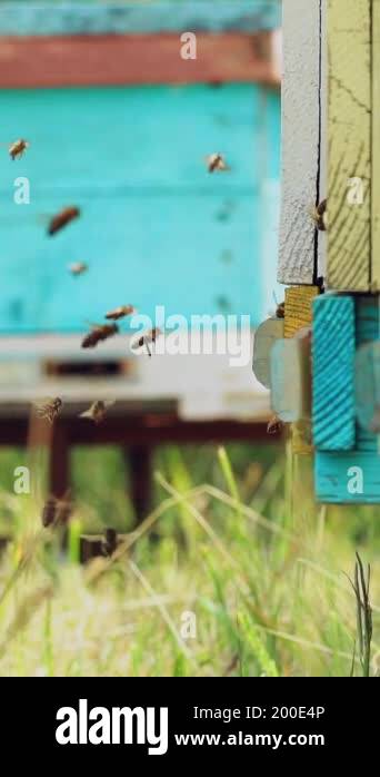 Bees bring honey to their beehives in warm weather all day. Bees sits ...