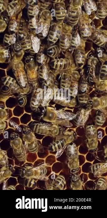 Bees sit on honeycomb with honey in a wooden frame. Apiary concept. Slow motion. Vertical video ...