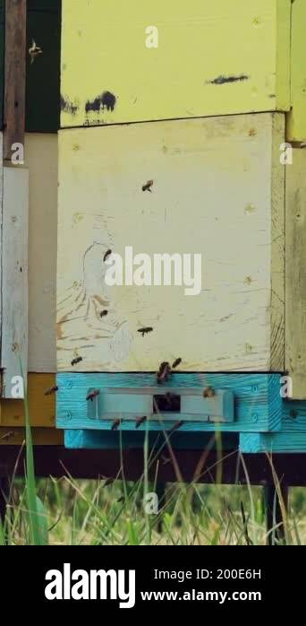 Honey bees swarming and flying around their beehive. Bees fly in a hive with honey. An apiary in ...