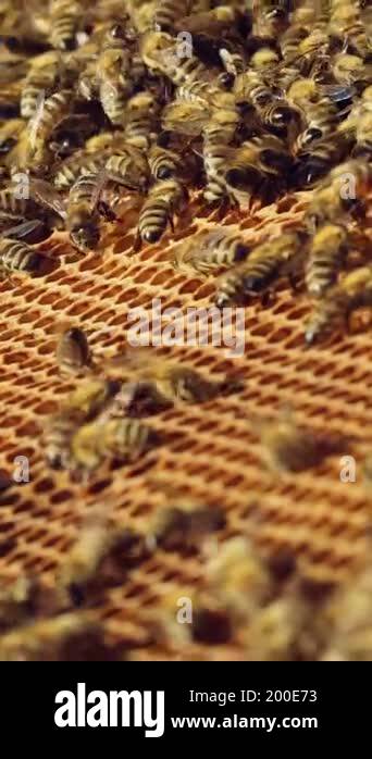 Close up view of the working bees on honey cells. Working bees on honeycomb. Slow motion ...