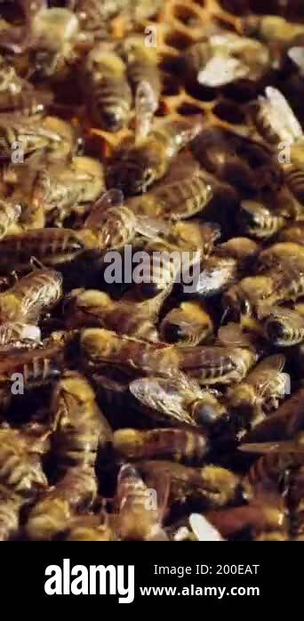 Beekeeper is working with bees and beehives on the apiary. Bees on ...