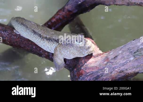 Footage of a Mudskipper Blinking while Sunbathing on the Mangrove Tree ...