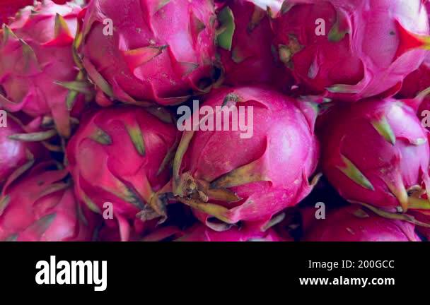 A detailed close-up of fresh dragon fruits with vibrant pink skin and ...