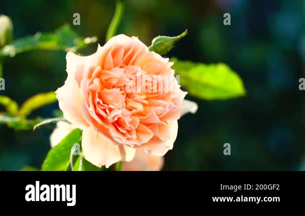 A beautiful rose in full bloom, surrounded by blurred greenery. The ...