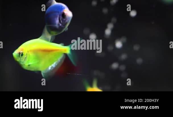 beautiful fluorescent fish in an aquarium Stock Video Footage - Alamy