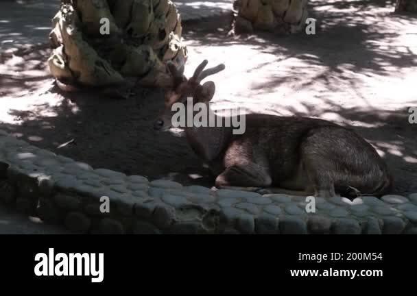 Portrait of Sambar deer lying in a park in tropical climate. Beautiful ...