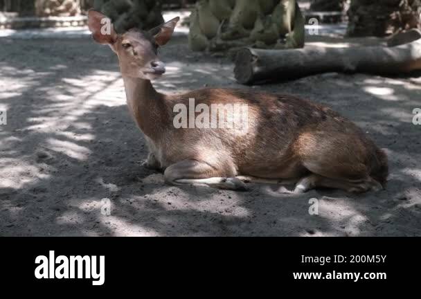 Portrait of Sambar deer lying in a park in tropical climate. Beautiful ...