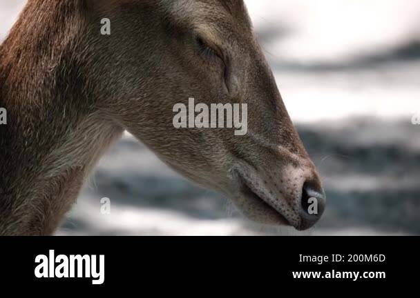 Close up portrait of Sambar deer lying in a park in tropical climate ...