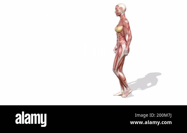 Foot side view anatomy Stock Videos & Footage - HD and 4K Video Clips ...