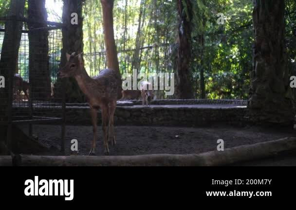 Portrait of Sambar deer stand in a park in tropical climate. Beautiful ...
