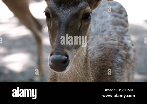 Close up portrait of Sambar deer stand in a park in tropical climate ...