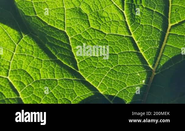 Detailed leaf structures Stock Videos & Footage - HD and 4K Video Clips ...