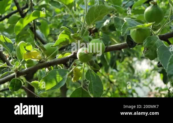 Fresh green apples are growing on a robust branch surrounded by vibrant ...