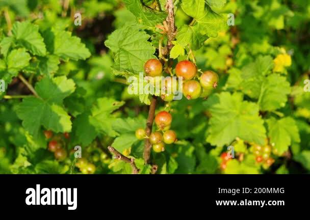Lush green currant bushes display clusters of unripe and ripe berries ...
