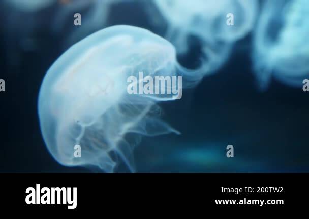Translucent forms Stock Videos & Footage - HD and 4K Video Clips - Alamy