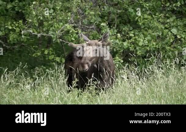 Moose turns its head in slow motion towards the camera Stock Video ...