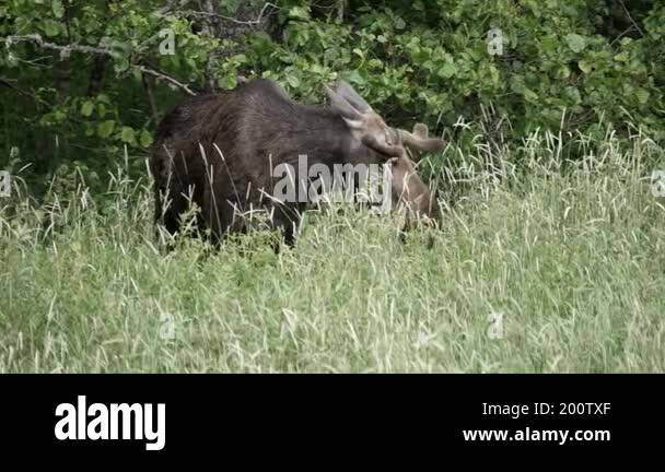 Moose raises its head in slow motion while it eats plants and grasses ...