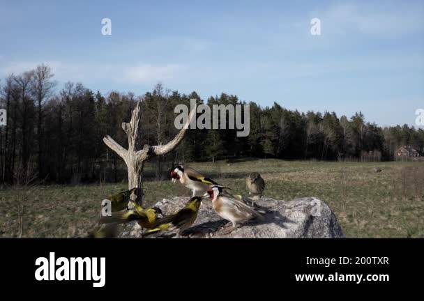 European flee Stock Videos & Footage - HD and 4K Video Clips - Alamy