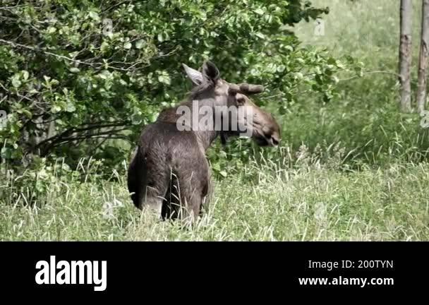 Slow motion head turn from front to back of a moose while it eats Stock ...