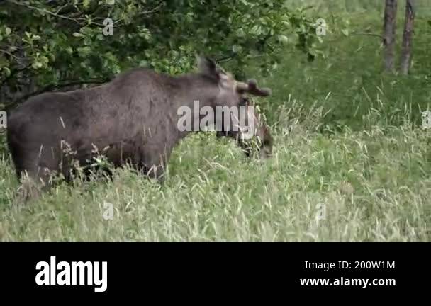 Fauna moose Stock Videos & Footage - HD and 4K Video Clips - Alamy