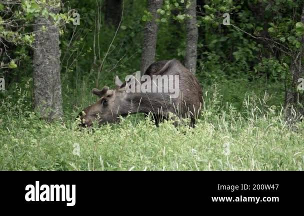 Moose chewing and tugging on plants and grasses on a spring day Stock ...